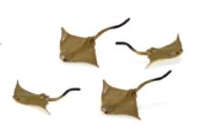Cownose Ray Toy Mini Good Luck Miniature 1" at Anwo.com Animal World