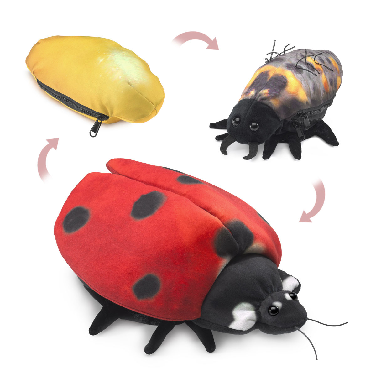 Ladybug Puppet Life Cycle at Anwo.com Animal World®
