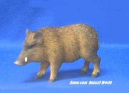 Pig Gifts Store at Animal World®
